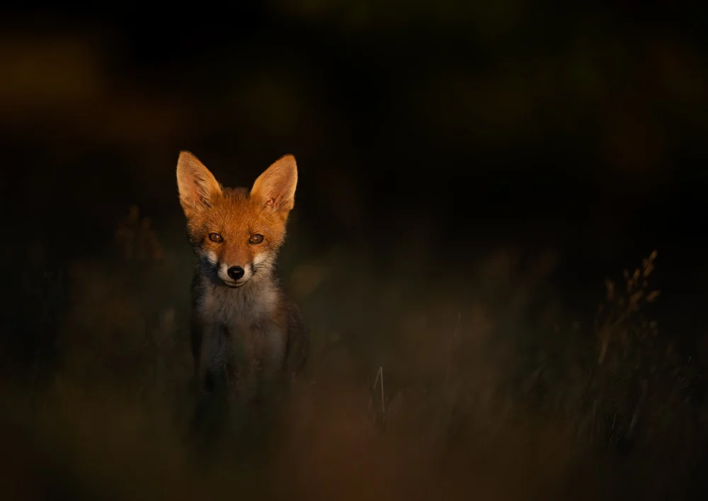 2024 Winners — British Wildlife Photography Awards