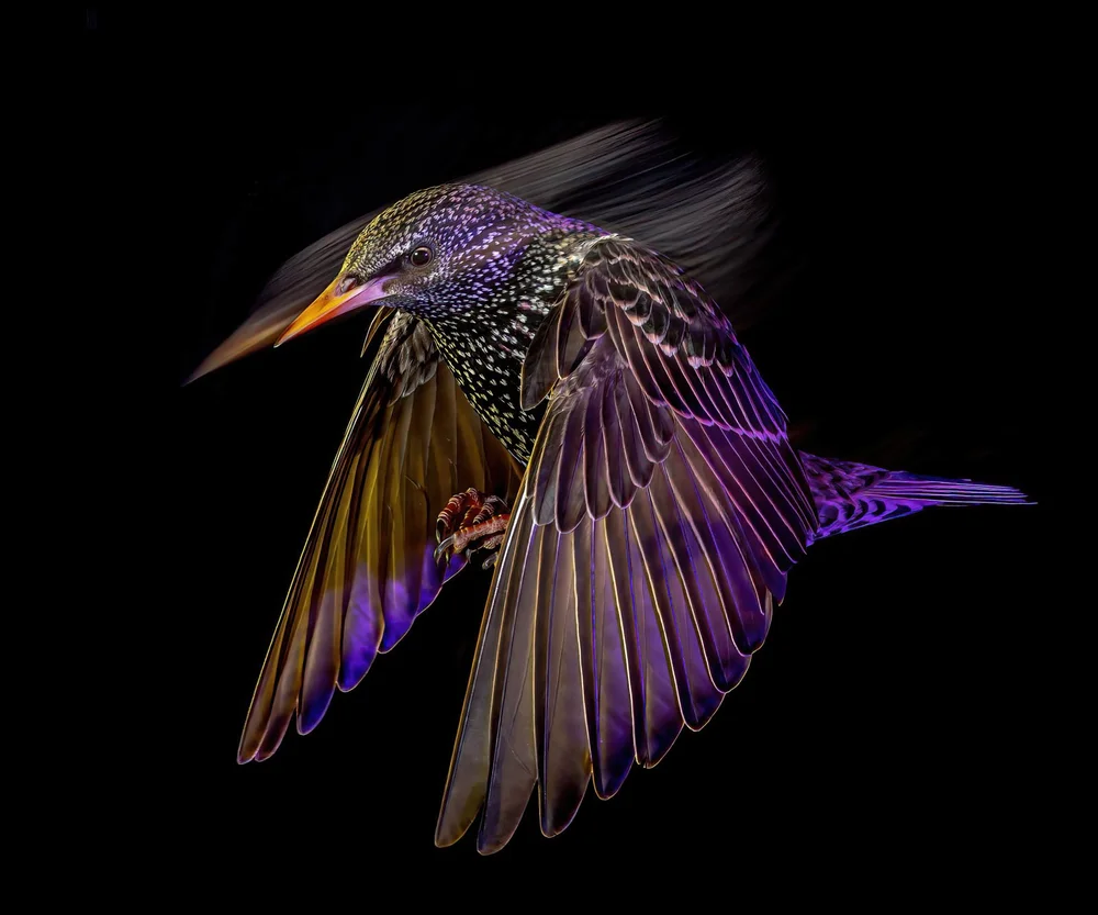 2024 Winners — British Wildlife Photography Awards