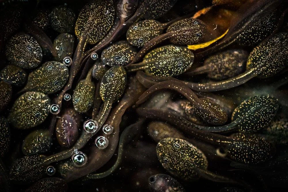 2016 Winners — British Wildlife Photography Awards