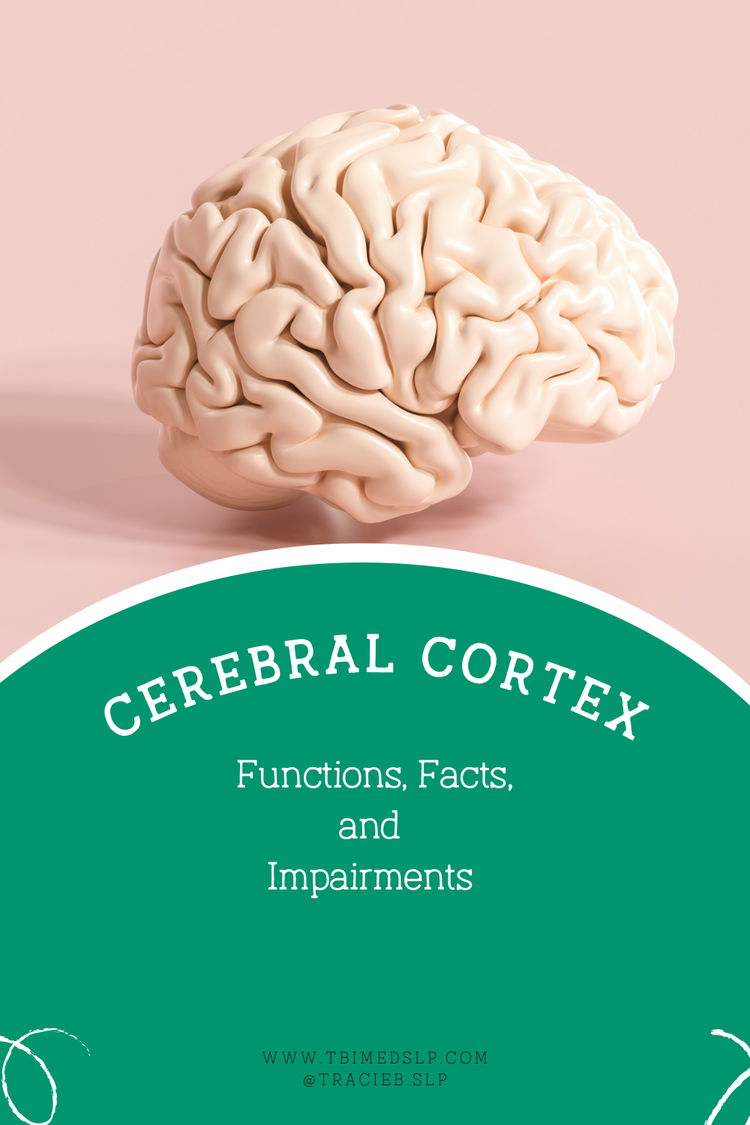Cerebral Cortex: Function and Purpose — TBI MedSLP