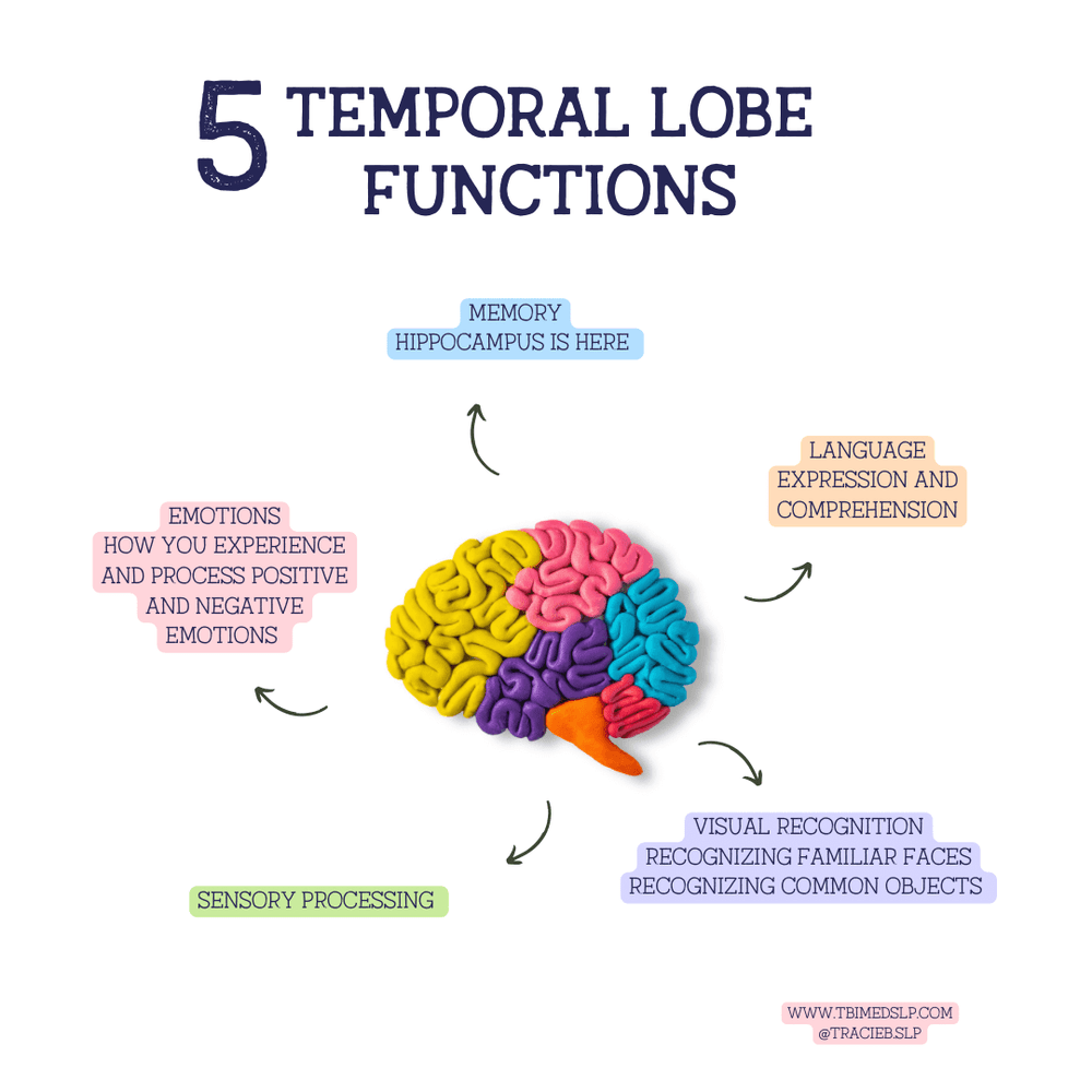 Temporal lobe: Function, Facts, and TBI impairments — TBI MedSLP
