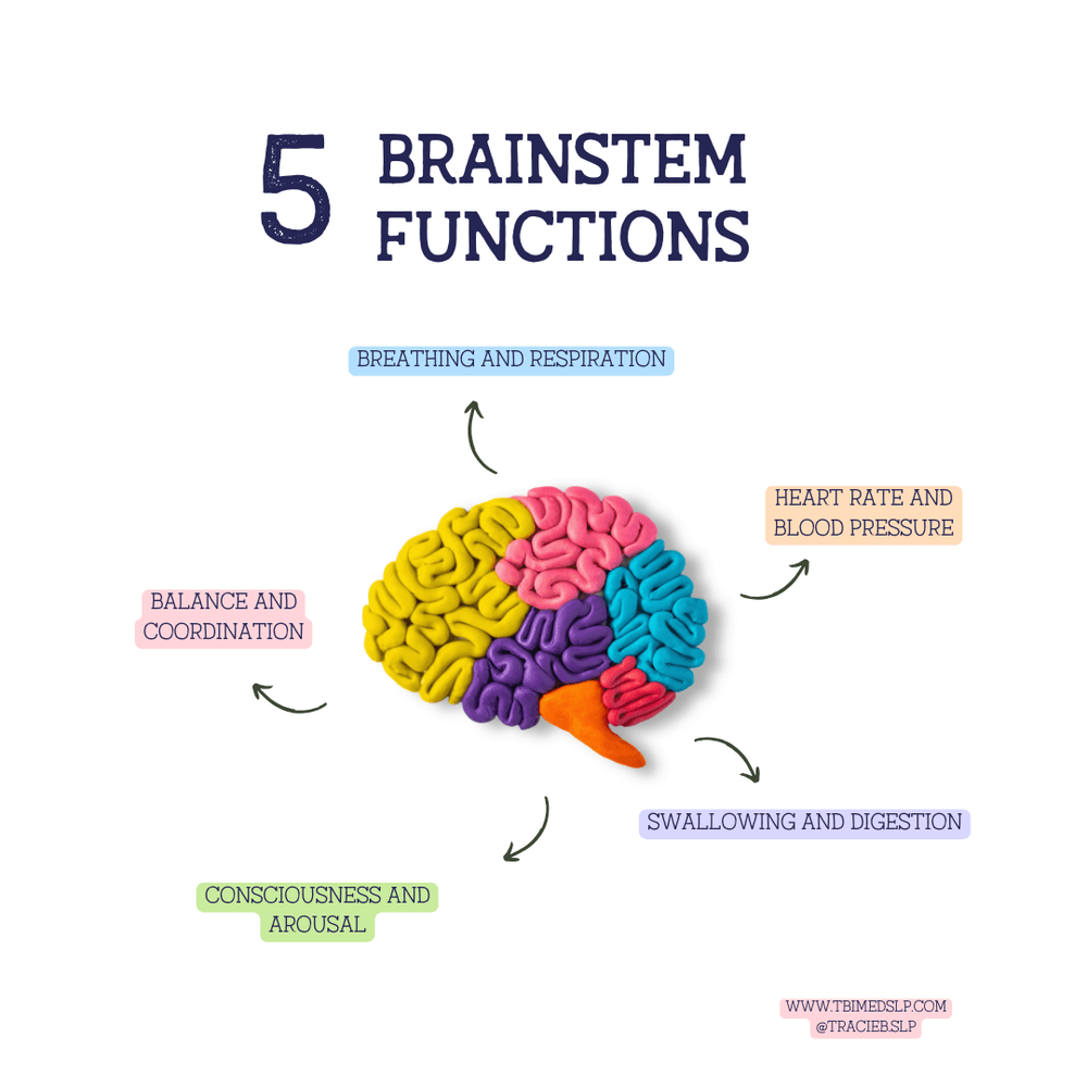 The Brainstem: Functions, Facts, and Consequences of Traumatic Brain ...