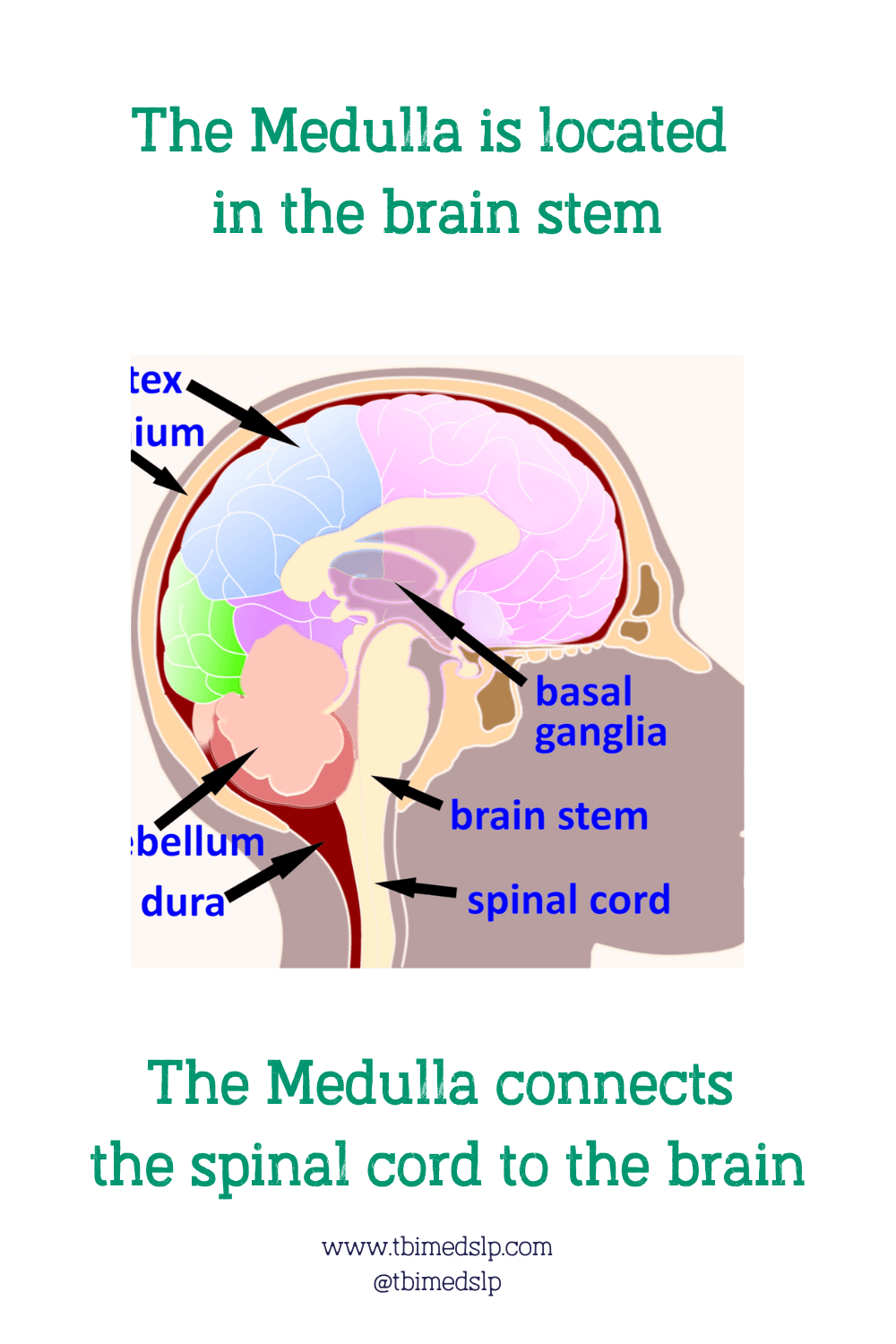 Uncovering the Mysteries of the Medulla Oblongata: Functions and Disorders — TBI MedSLP