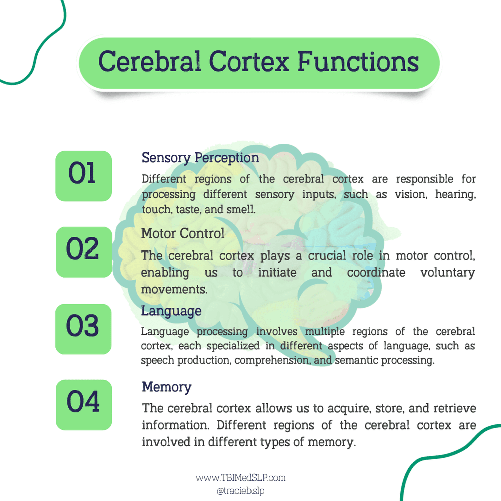 Cerebral Cortex: Function and Purpose — TBI MedSLP