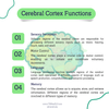 Cerebral Cortex: Function and Purpose — TBI MedSLP
