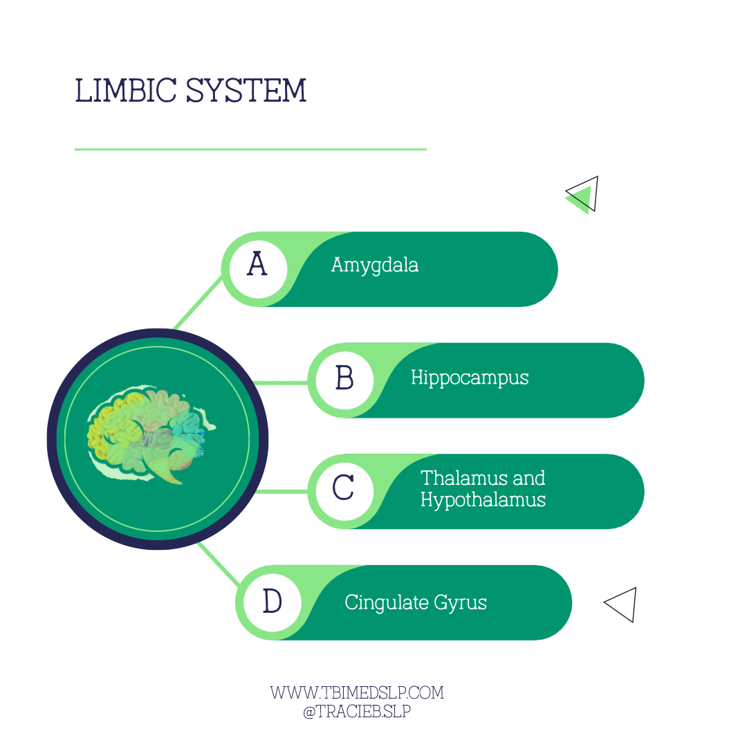 The Limbic System: Structure, Function, and Impact of a Brain Injury ...