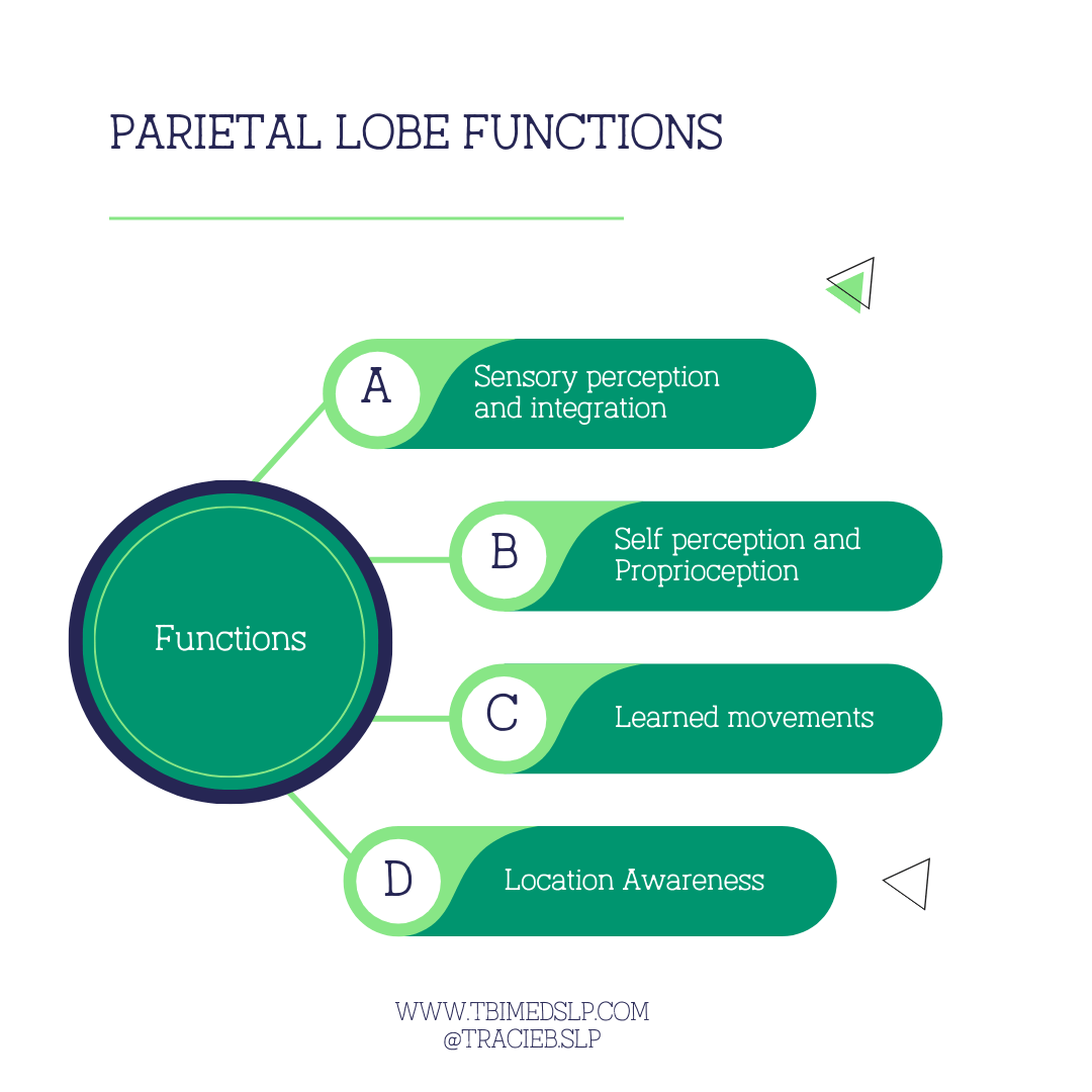 The Parietal Lobe: Function, Facts, and Impact of a TBI — TBI MedSLP