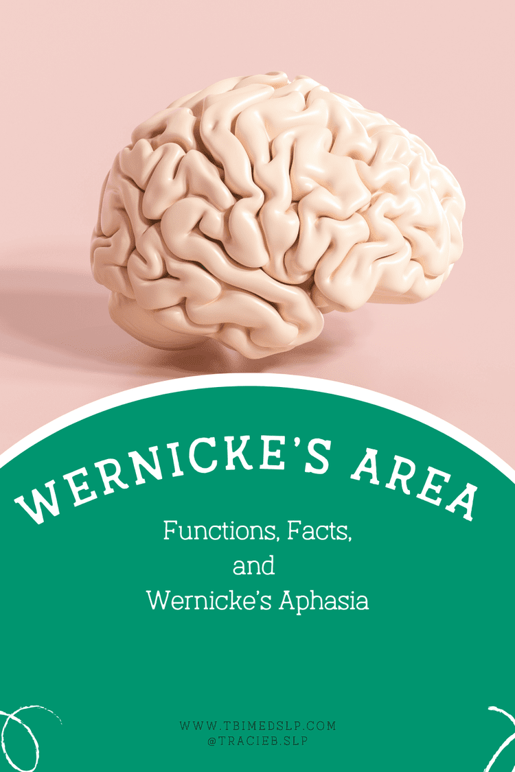 Wernicke’s Area Location and Function — TBI MedSLP