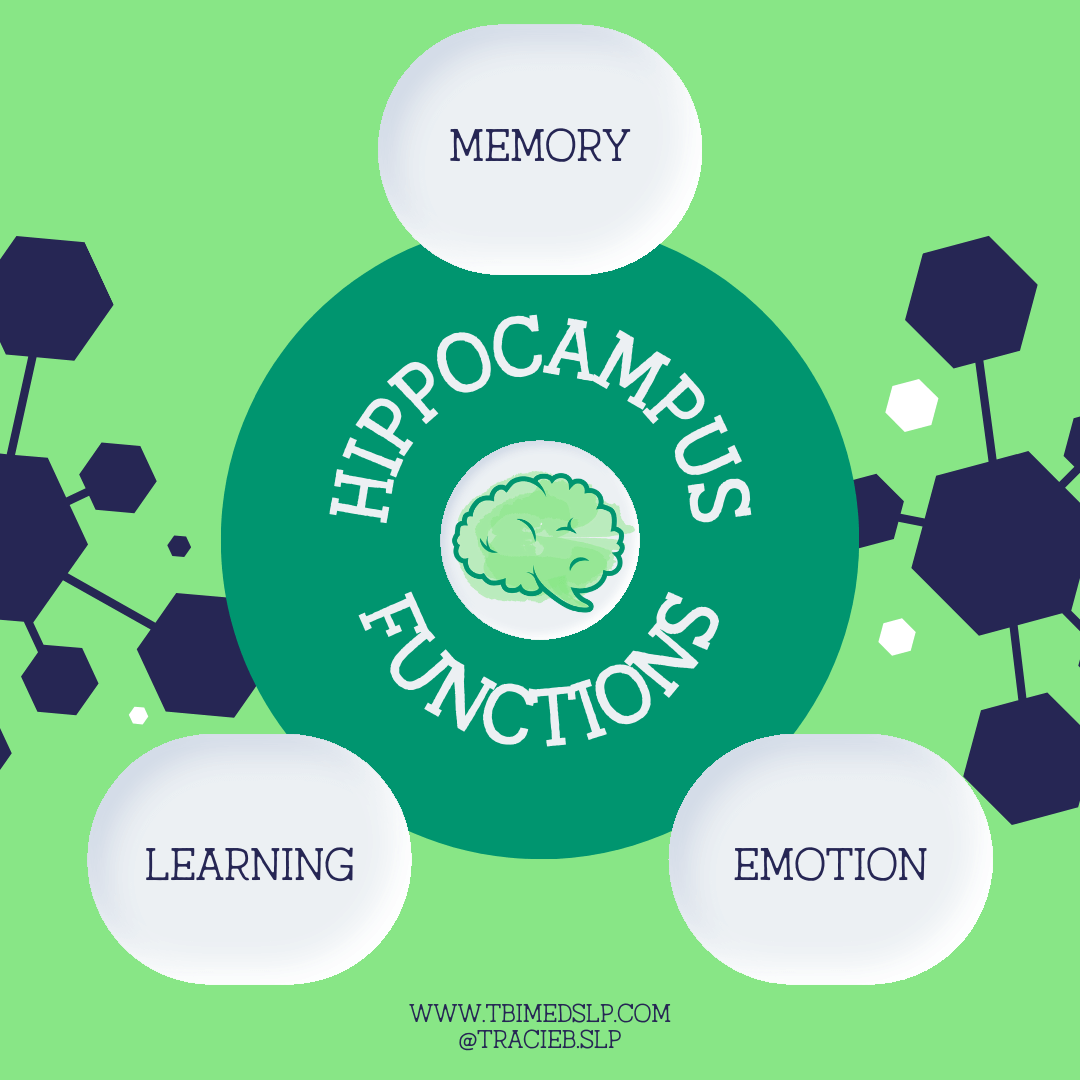 Hippocampus: Structure and Functions — TBI MedSLP