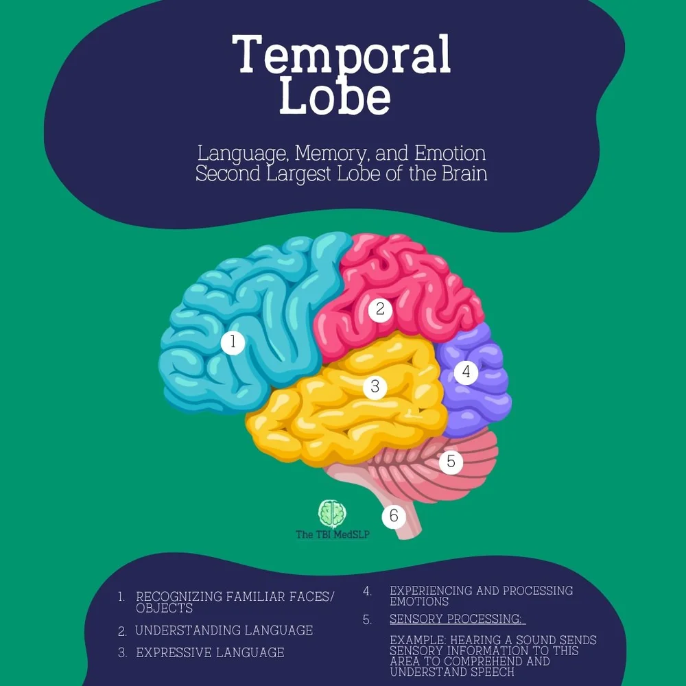 Temporal lobe: Function, Facts, and TBI impairments — TBI MedSLP