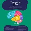 Temporal lobe: Function, Facts, and TBI impairments — TBI MedSLP