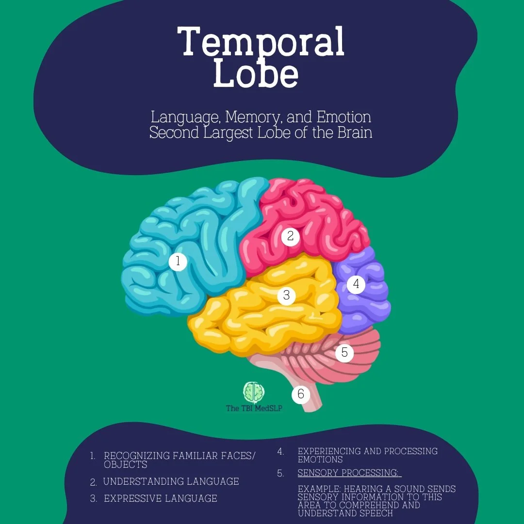 Temporal lobe: Function, Facts, and TBI impairments — TBI MedSLP
