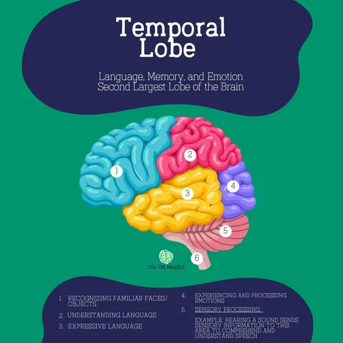Temporal lobe: Function, Facts, and TBI impairments — TBI MedSLP