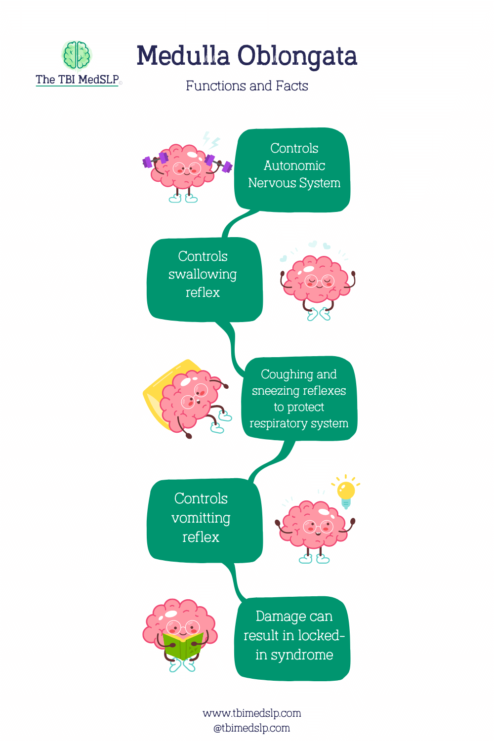 Uncovering the Mysteries of the Medulla Oblongata: Functions and ...