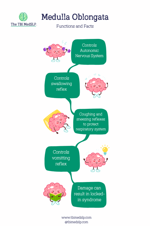 Uncovering the Mysteries of the Medulla Oblongata: Functions and ...