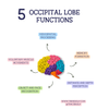 The Occipital Lobe: Function, Facts, and Impact of a Brain Injury — TBI ...