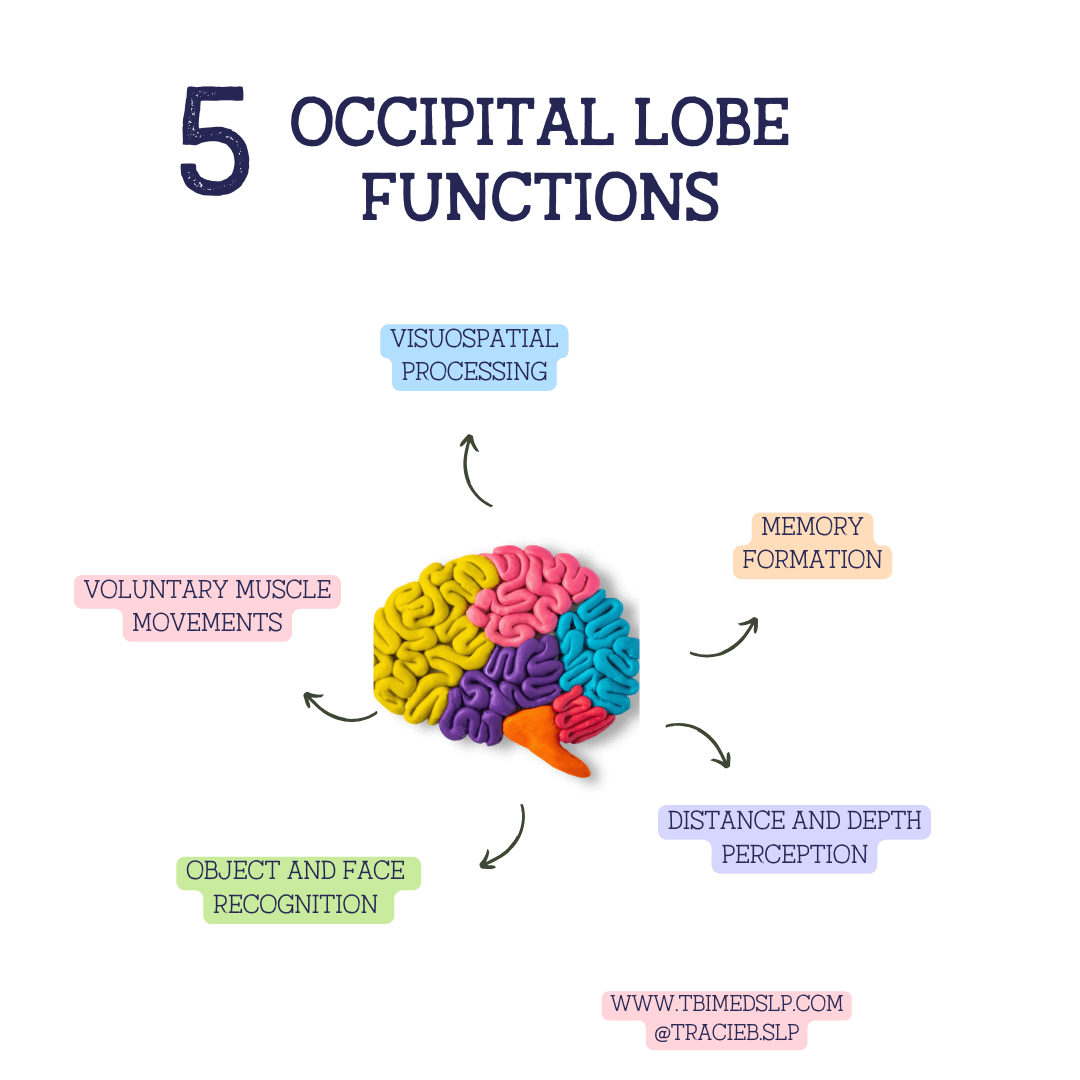 The Occipital Lobe: Function, Facts, and Impact of a Brain Injury — TBI ...