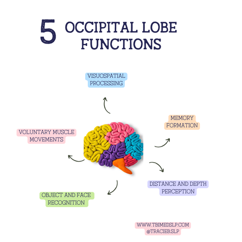 The Occipital Lobe: Function, Facts, and Impact of a Brain Injury — TBI ...