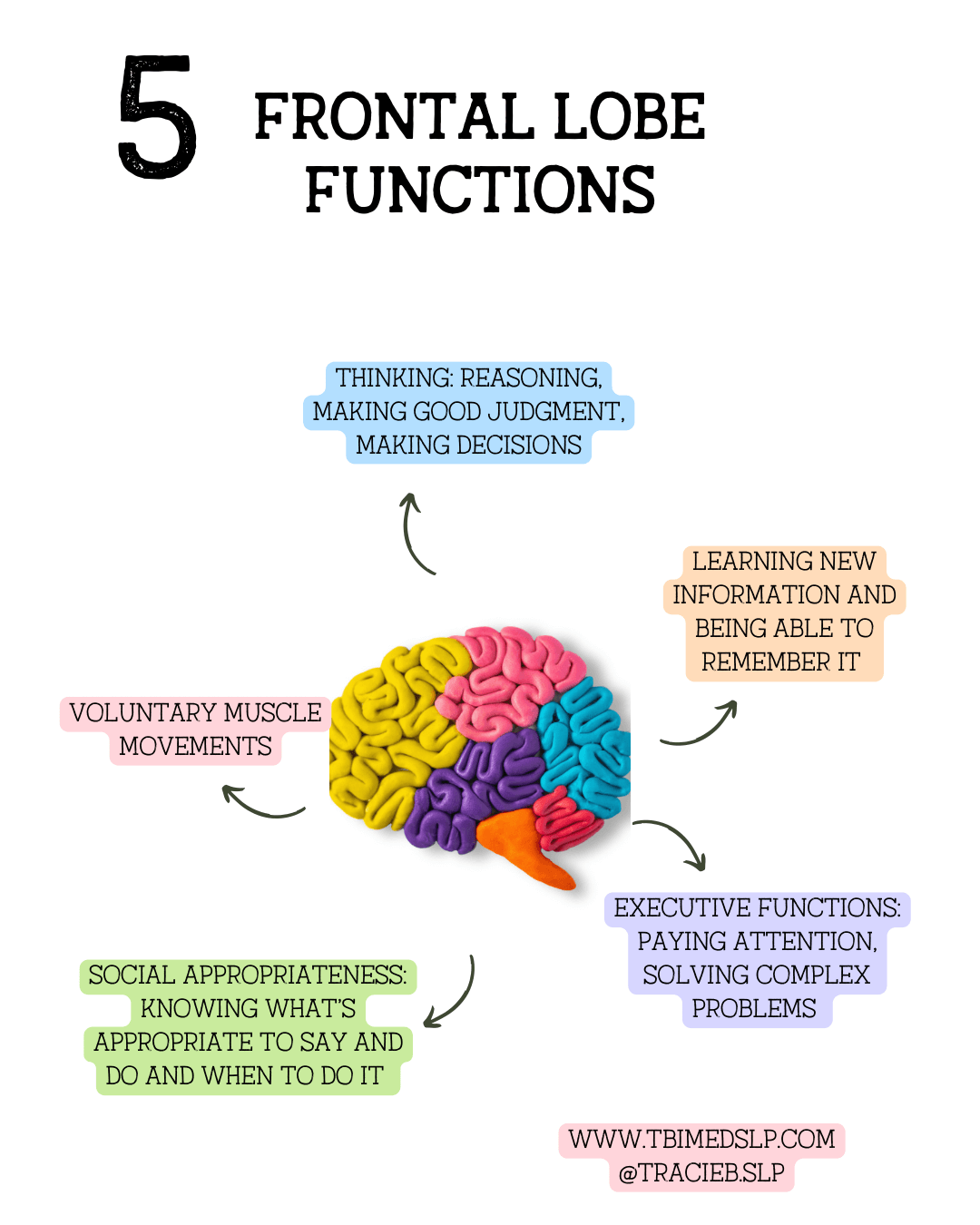 Frontal Lobe and Traumatic Brain Injuries — TBI MedSLP
