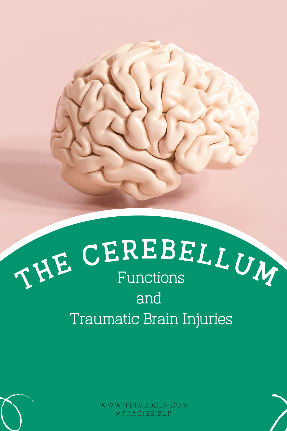 The Cerebellum: Function and Facts — TBI MedSLP