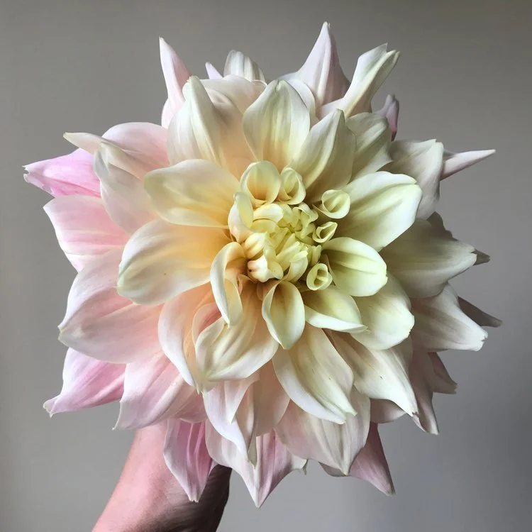 Dahlias for Colder Climates — little farmhouse flowers