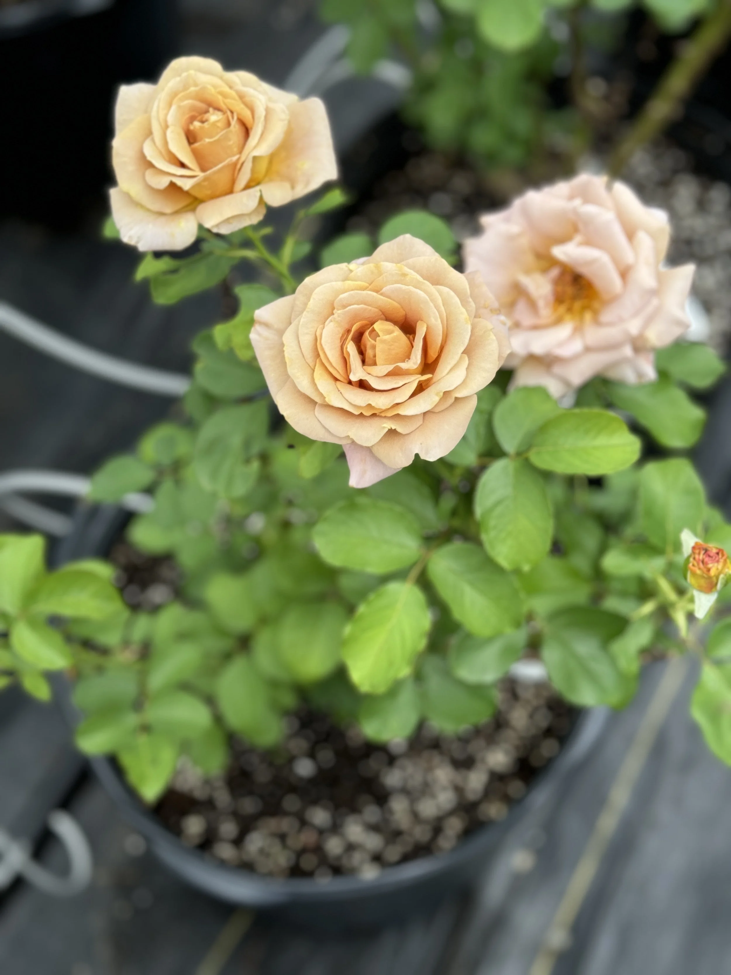 Little Farmhouse Flowers Blog — little farmhouse flowers