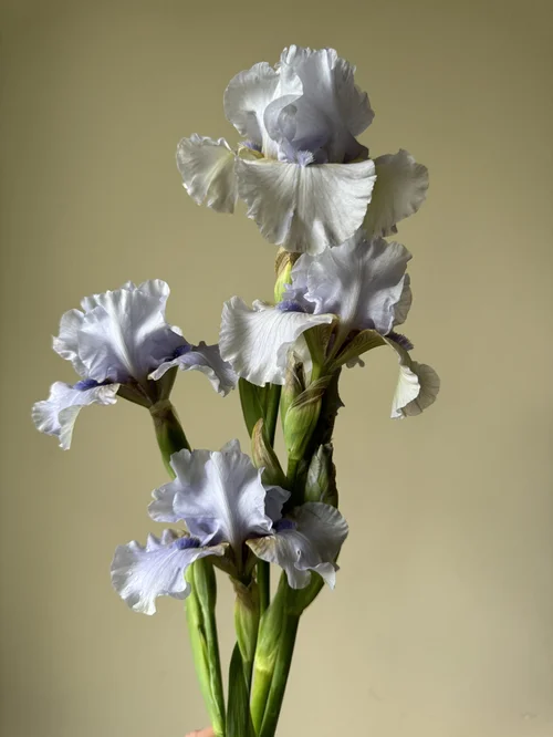 Beared Iris: Ephemeral Beauties of the Garden — little farmhouse flowers