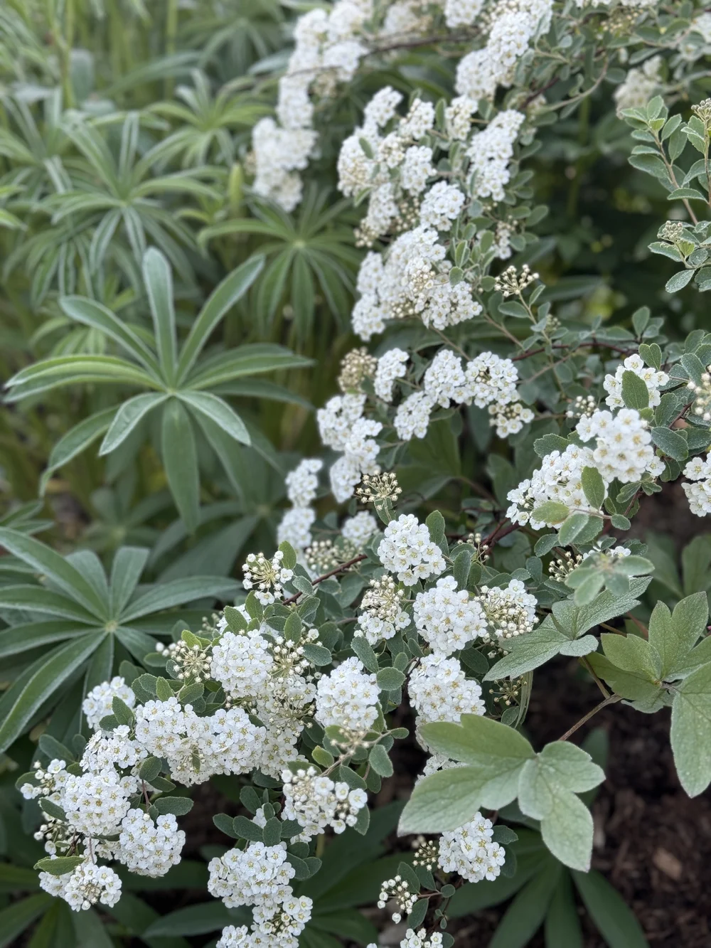 Little Farmhouse Flowers Blog — little farmhouse flowers