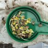 Starting Lupine Seeds — little farmhouse flowers