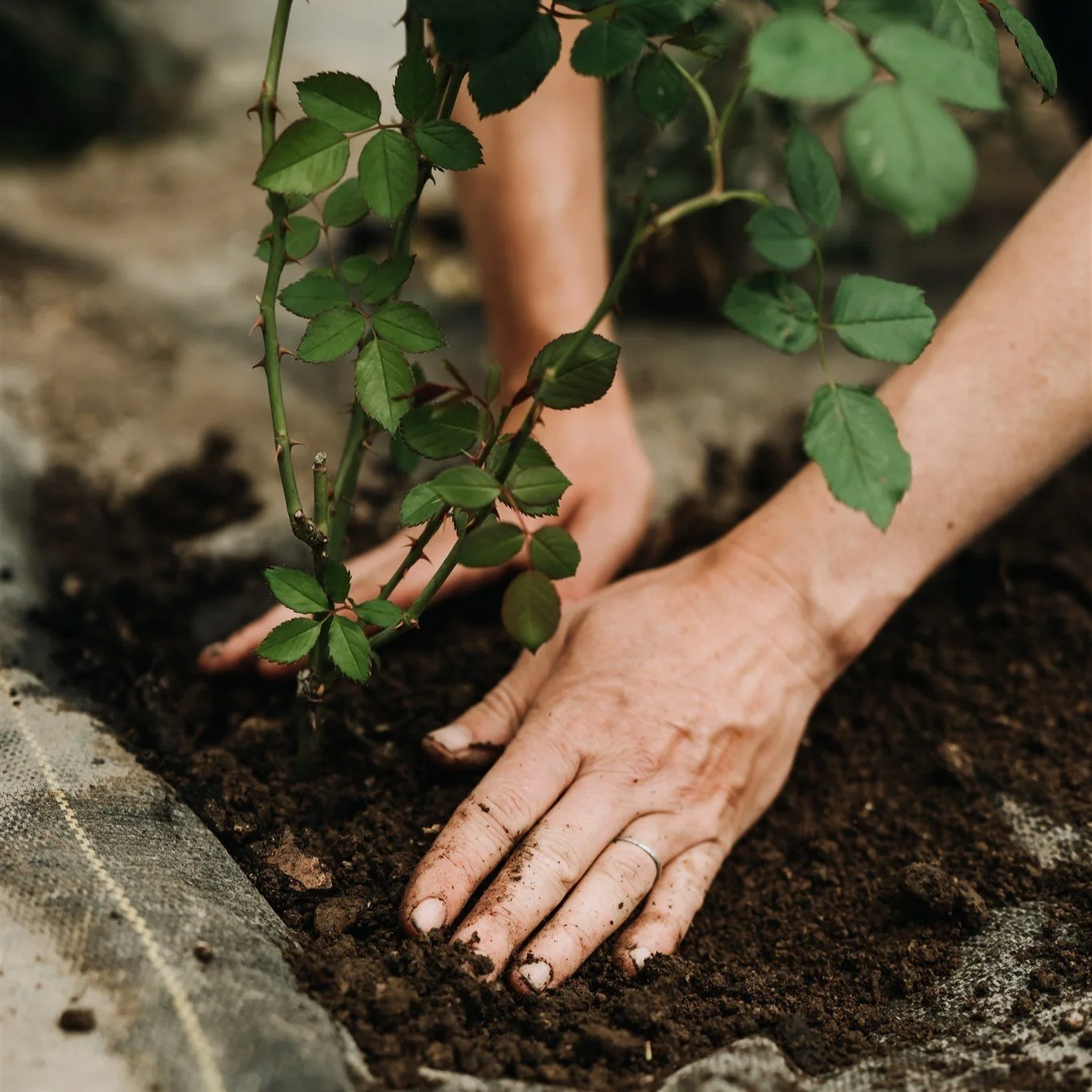 Cold Climate Roses — little farmhouse flowers