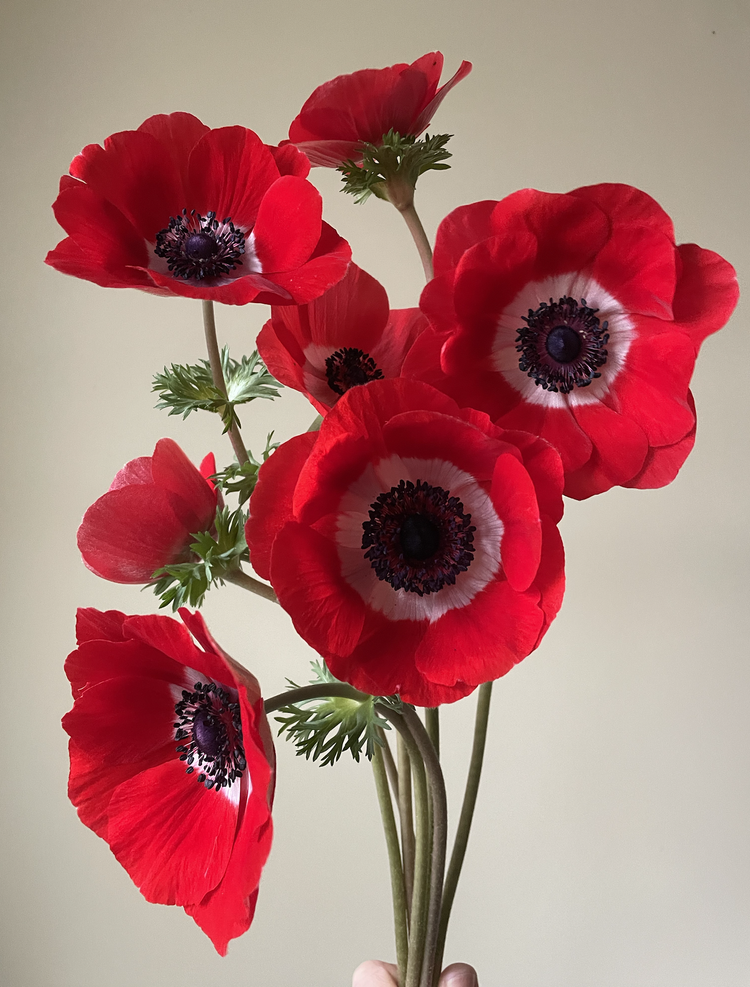 Gaza’s Flowers — little farmhouse flowers