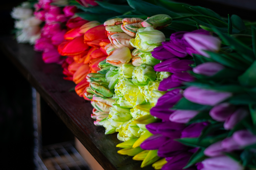 hydroponic tulip trial — little farmhouse flowers