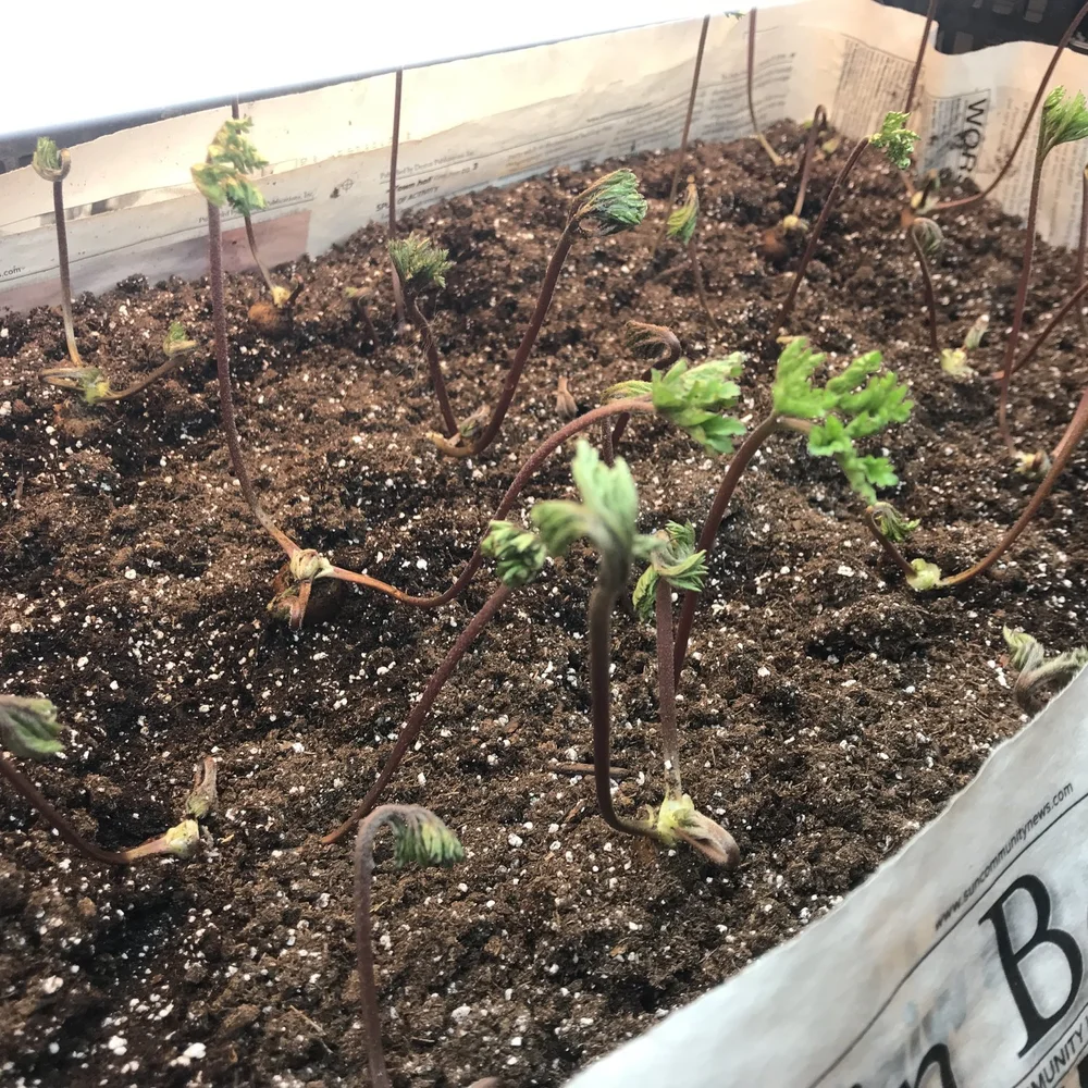 Getting Started with Anemones — little farmhouse flowers