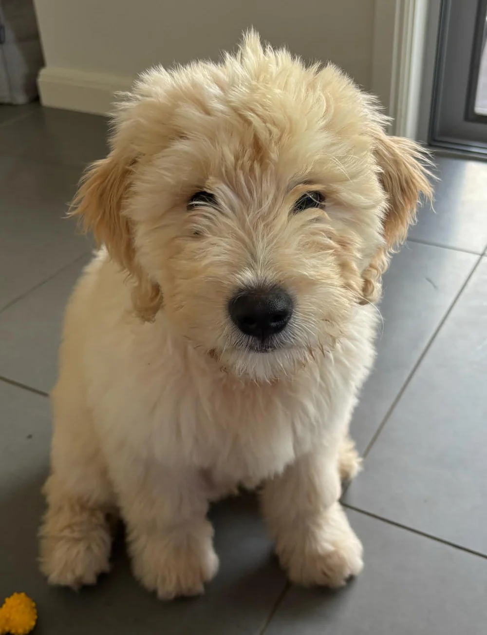 Gallery — Hawkesbury Groodles