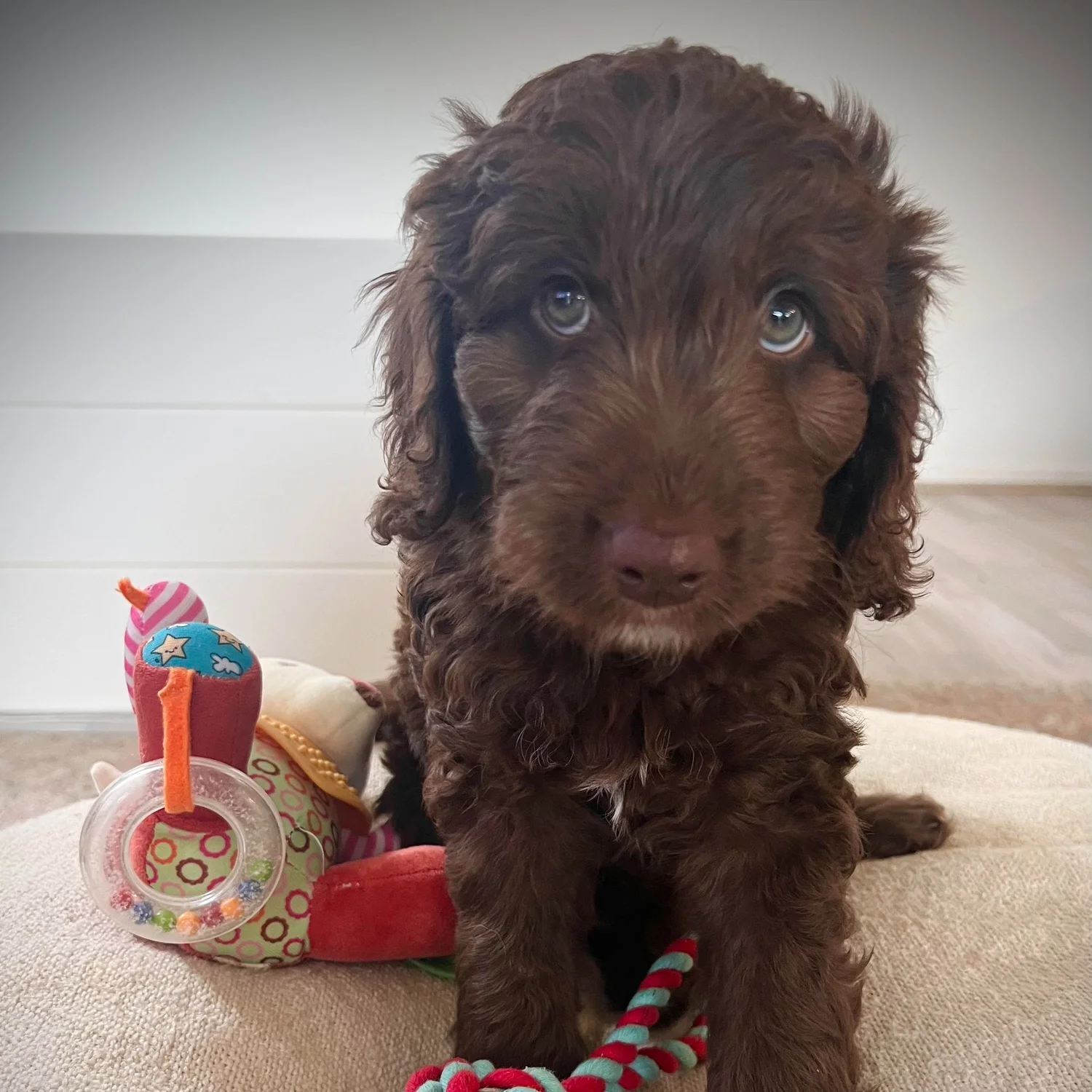 General 1 — Hawkesbury Groodles