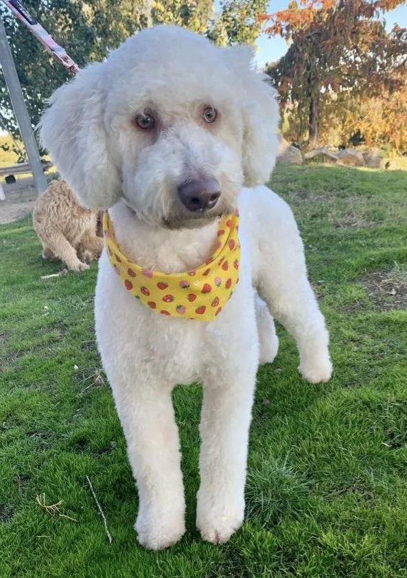 Coat Types — Hawkesbury Groodles