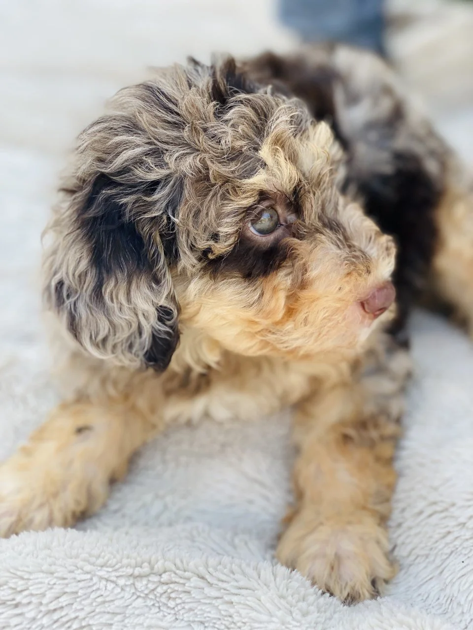 Hawkesbury Groodles | Find your adventure buddy