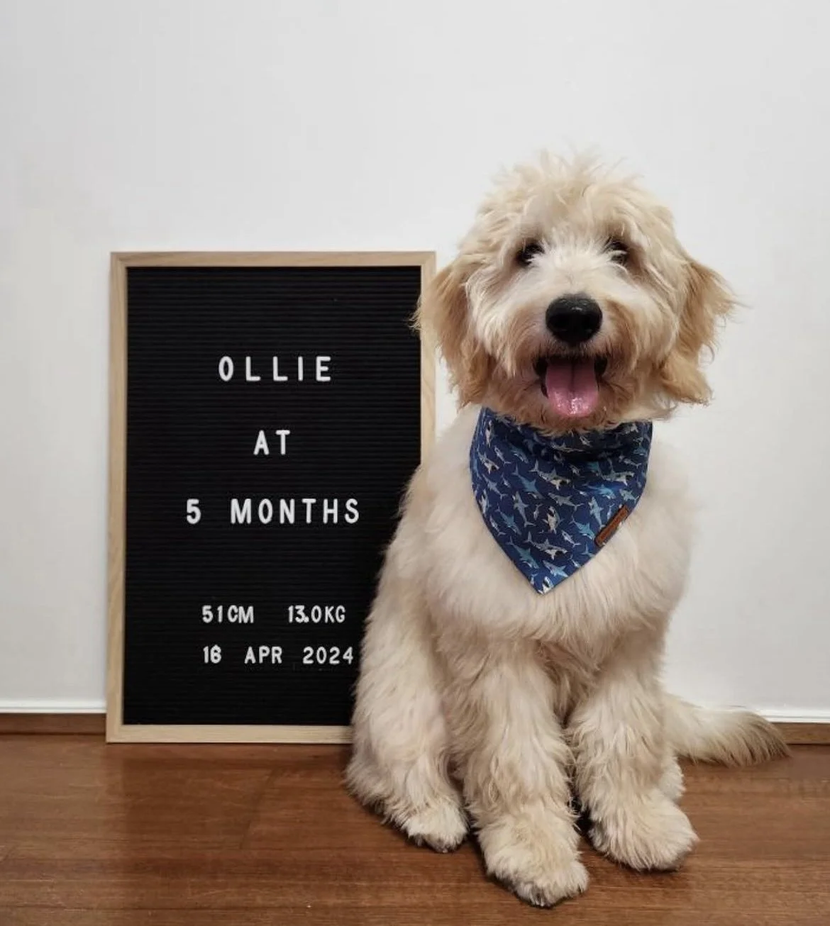 Gallery — Hawkesbury Groodles