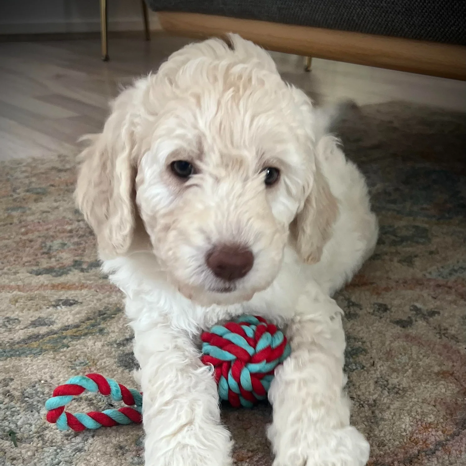 General 1 — Hawkesbury Groodles