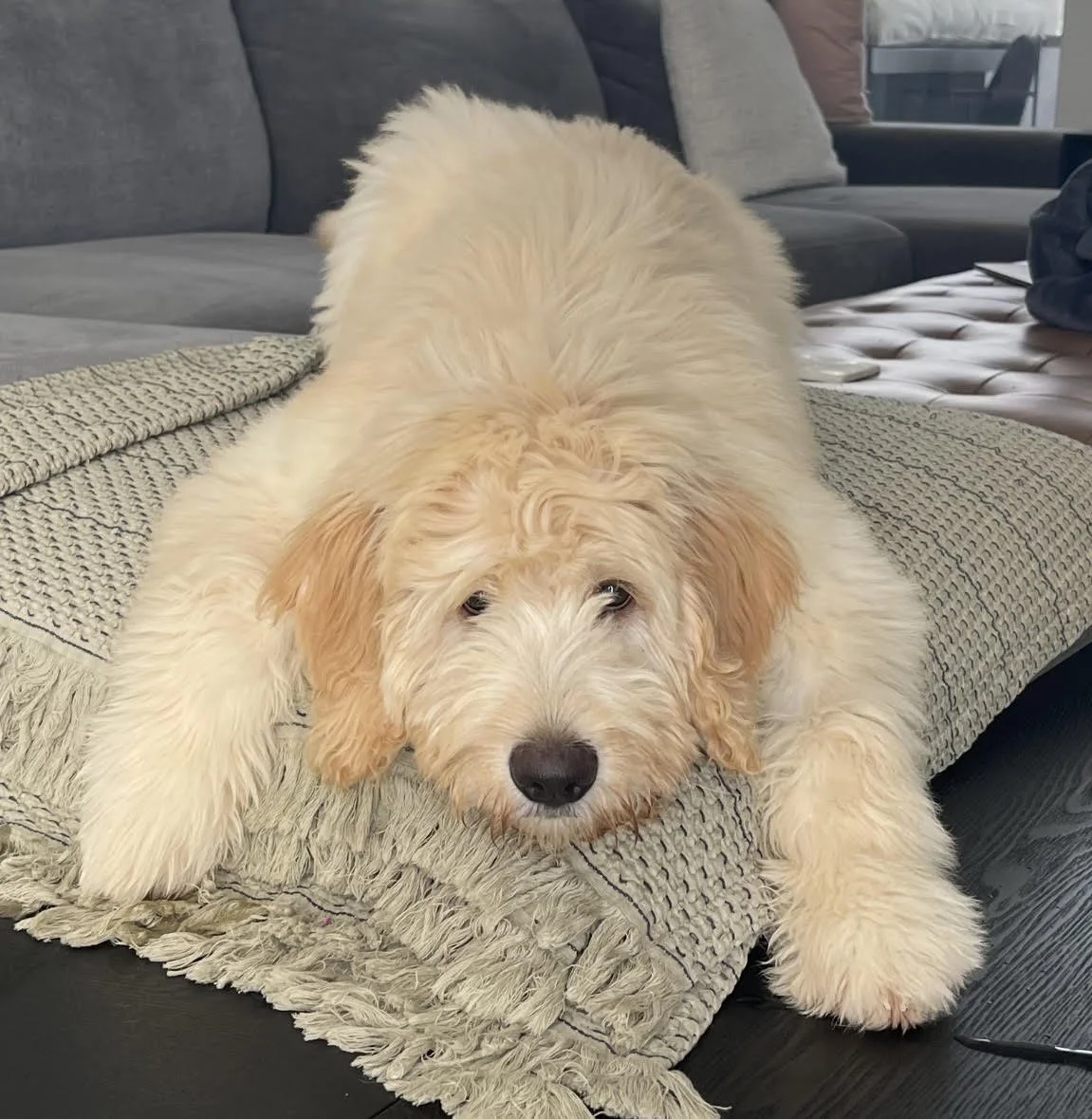 General 1 — Hawkesbury Groodles