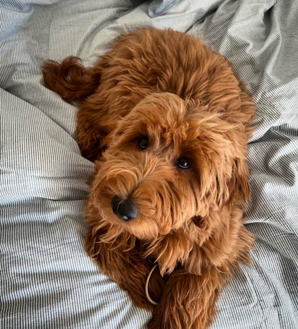 General 1 — Hawkesbury Groodles