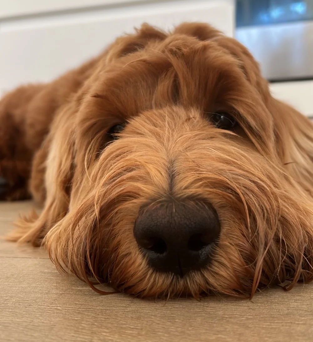 Coat Types — Hawkesbury Groodles