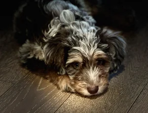 Pricing — Hawkesbury Groodles