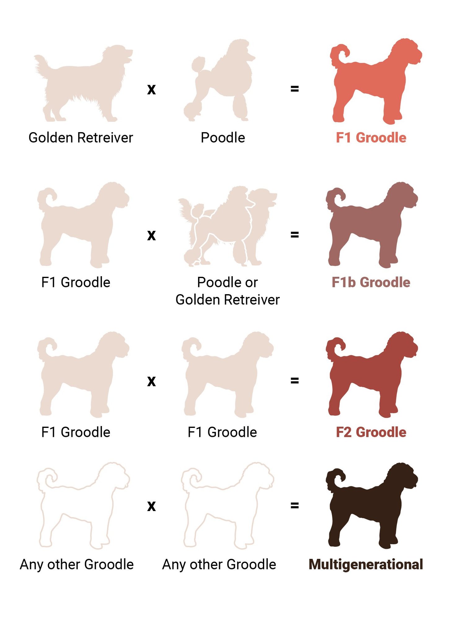 Sizes & Generations — Hawkesbury Groodles