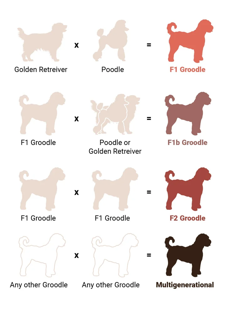 Sizes & Generations — Hawkesbury Groodles