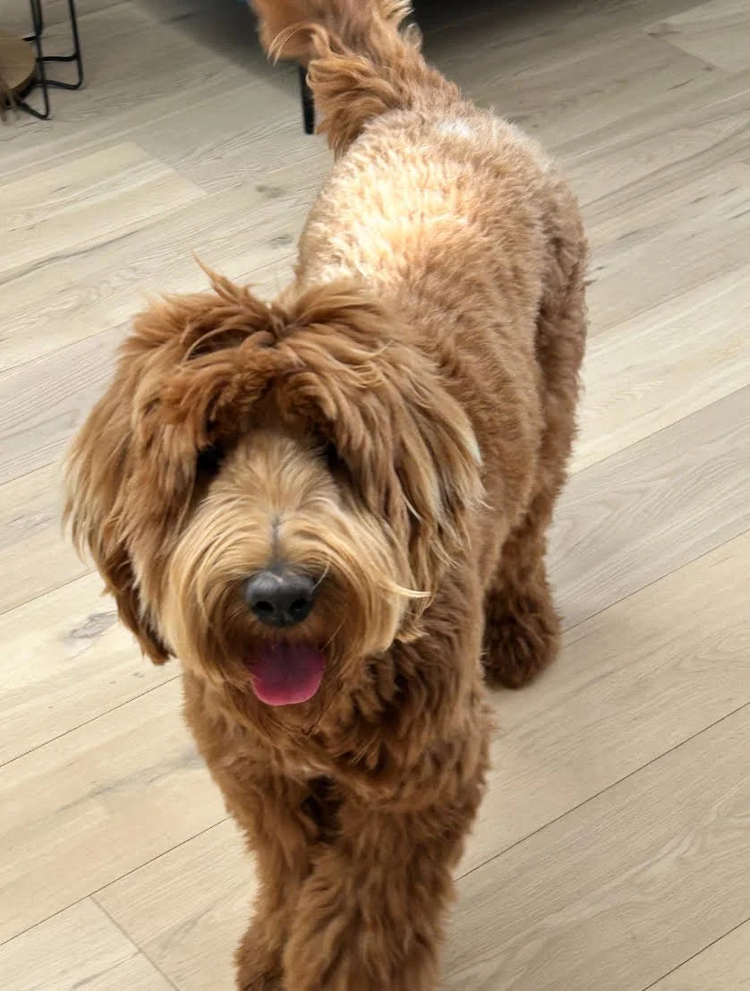 Coat Types — Hawkesbury Groodles