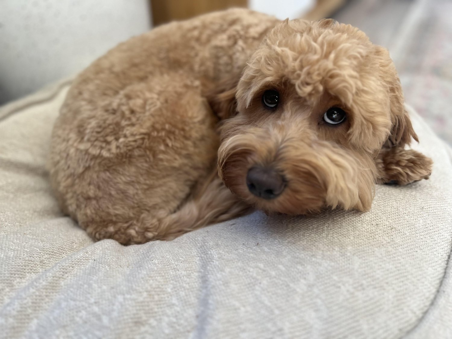 General 1 — Hawkesbury Groodles