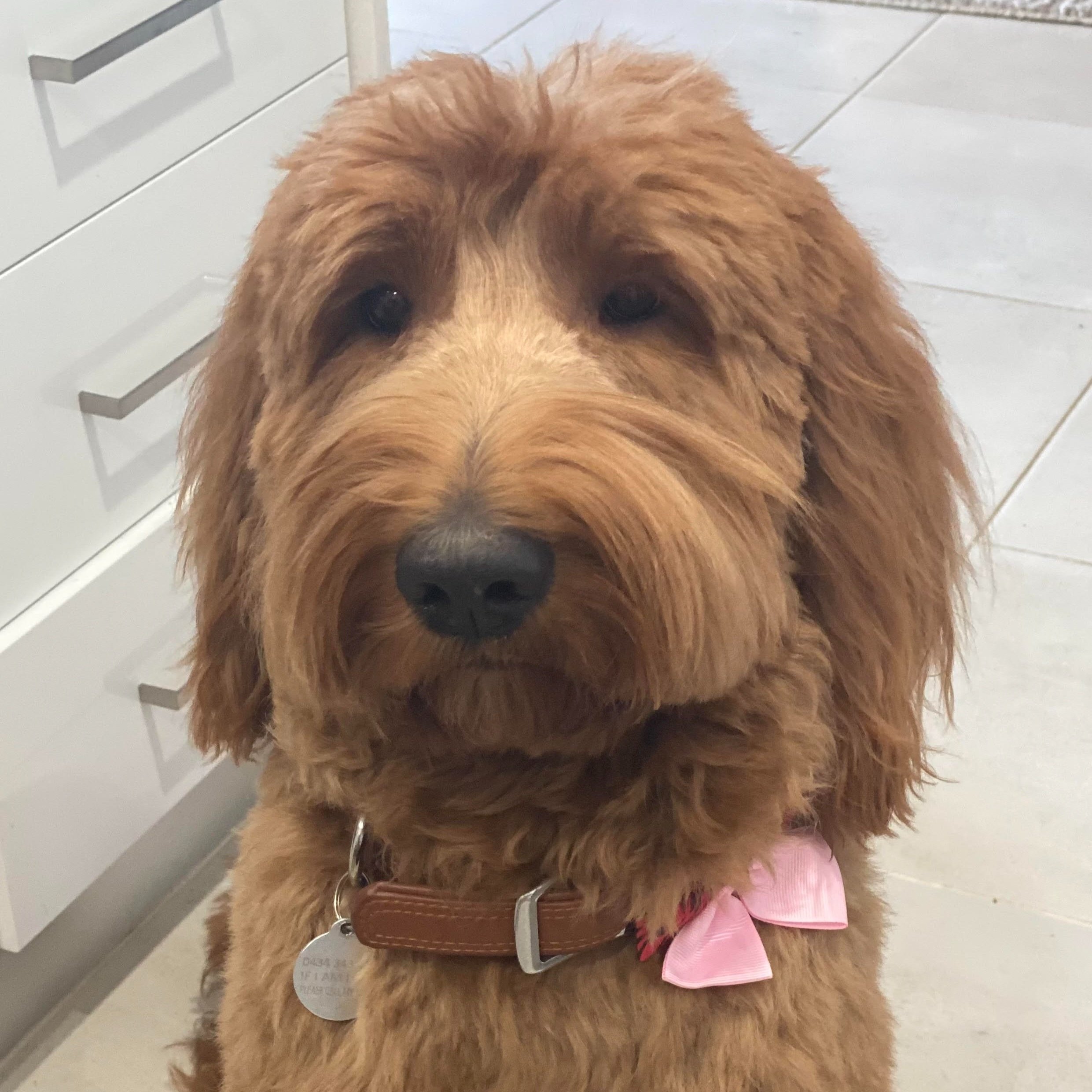 General 1 — Hawkesbury Groodles