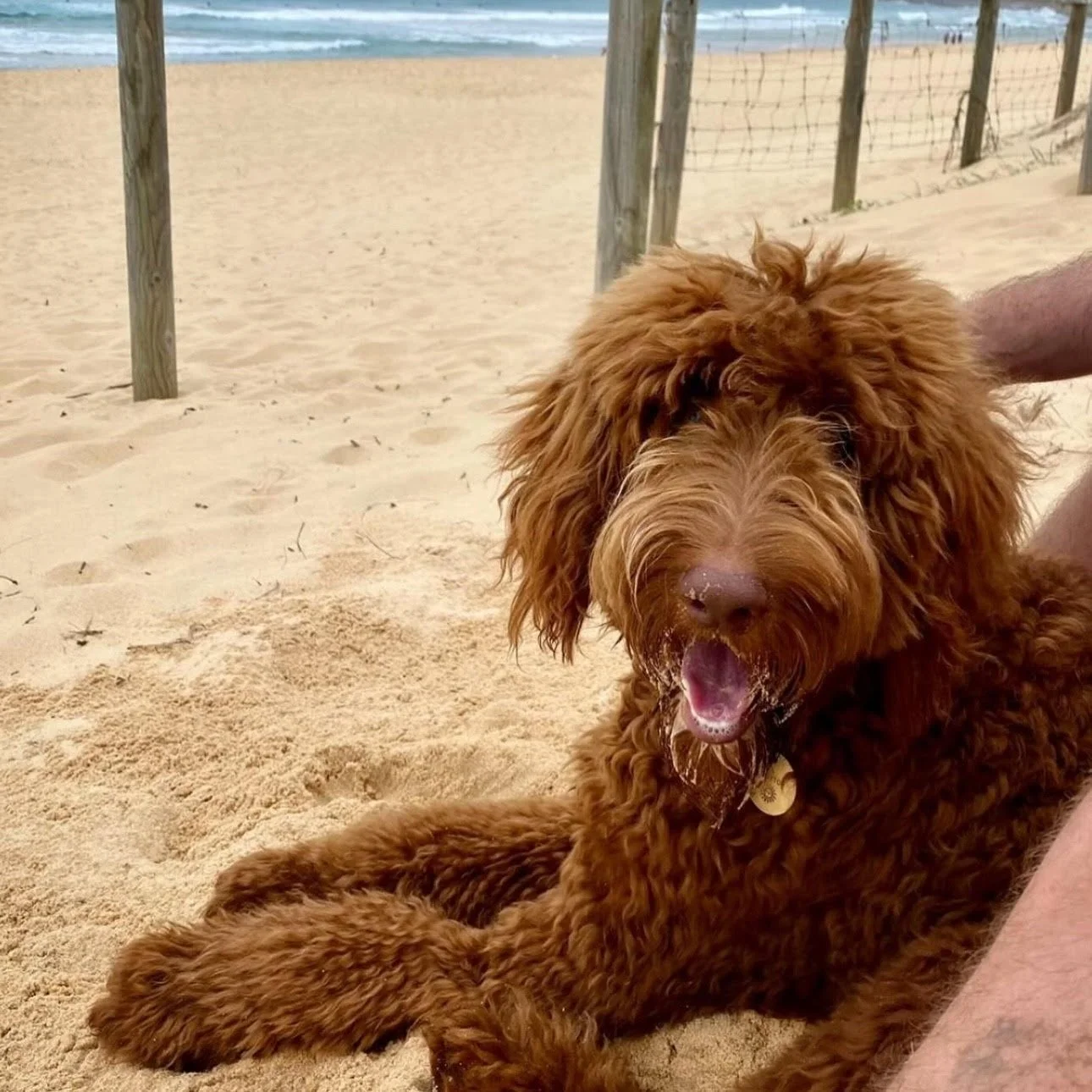 General 1 — Hawkesbury Groodles