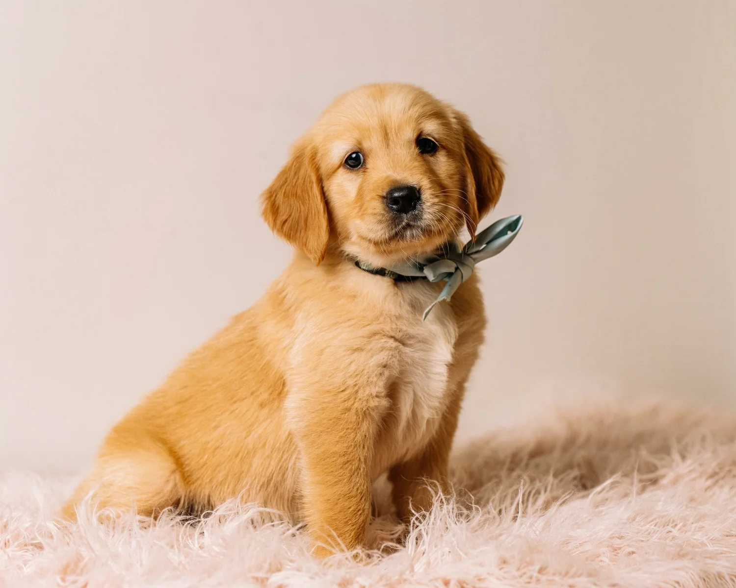 Coat Types — Hawkesbury Groodles